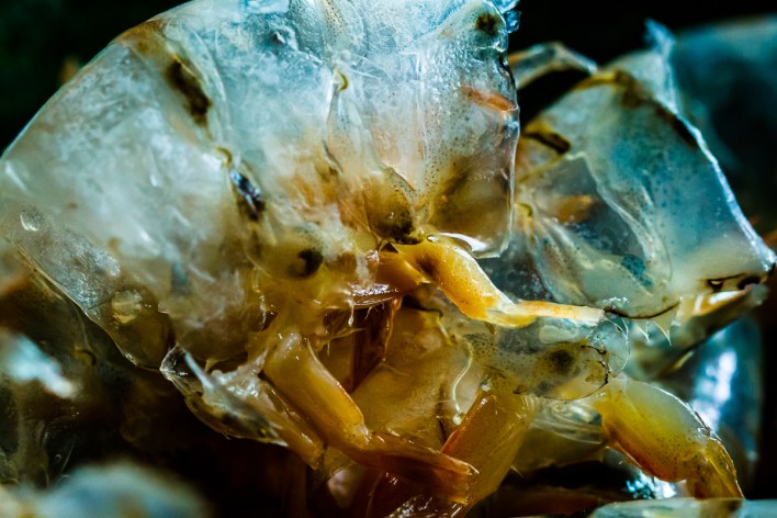 Shrimp in a Pouch with Lemon Mayonnaise | The Garum Factory